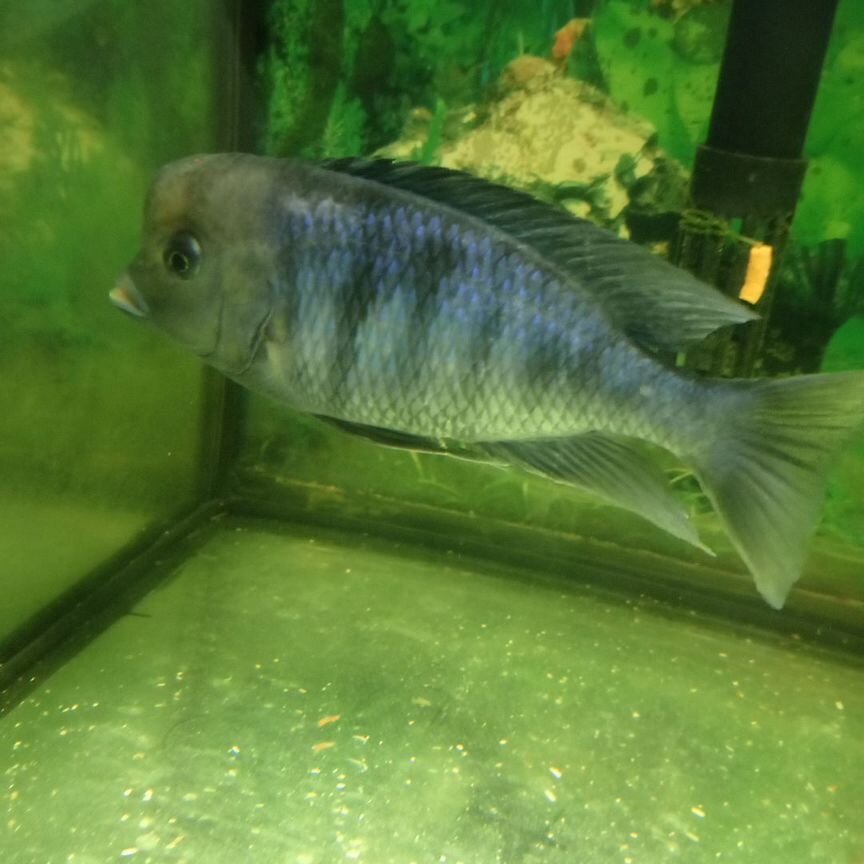 Рыба голубой дельфин