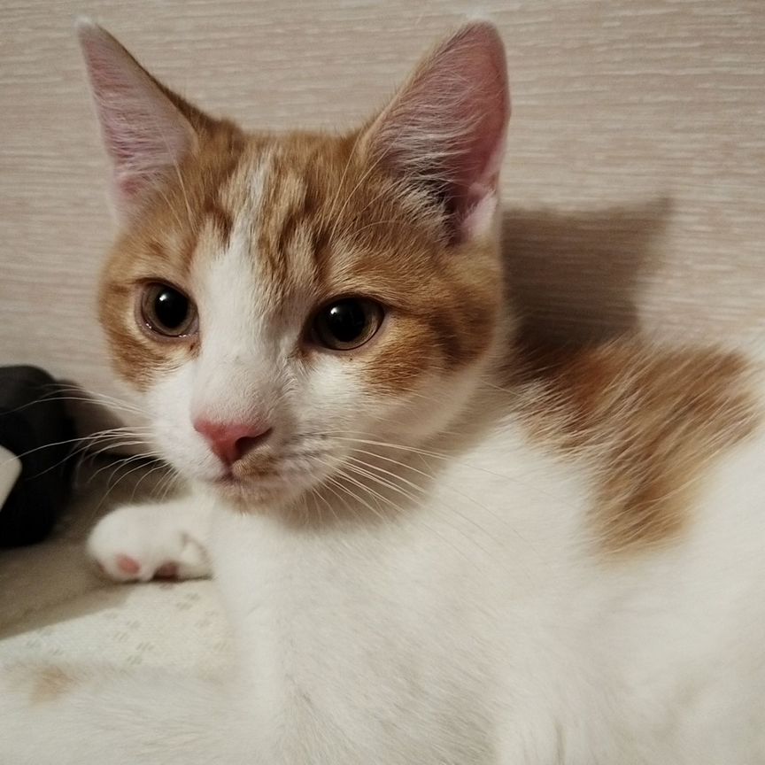 Отдам в хорошие руки кота, приучен по всему