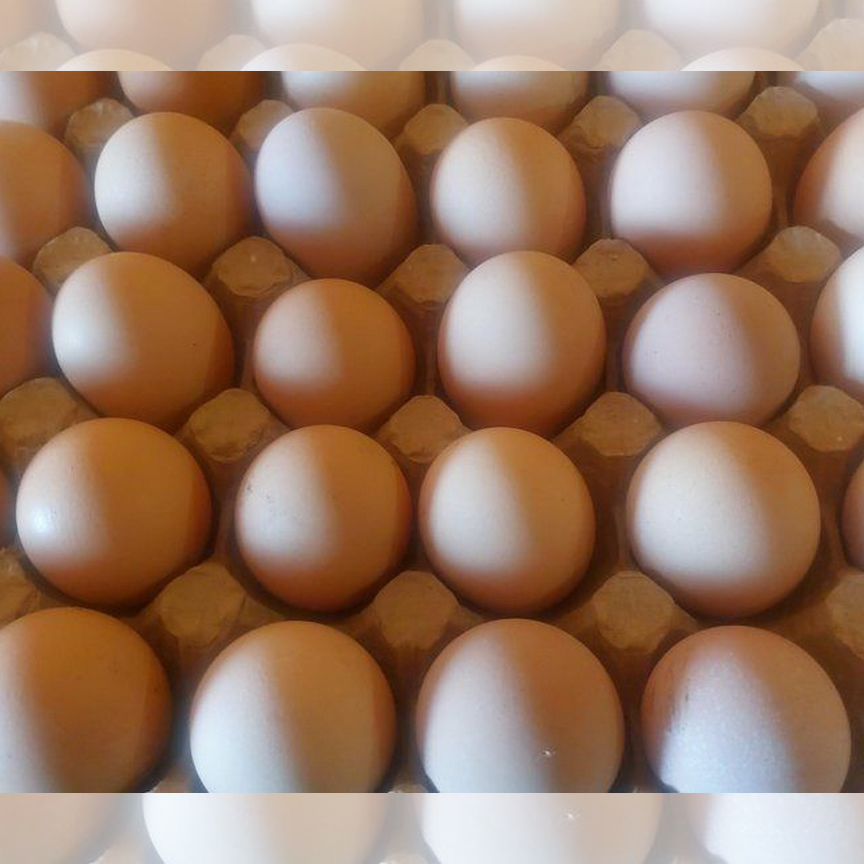 Продажа инкубационного яйца джерсийский гигант