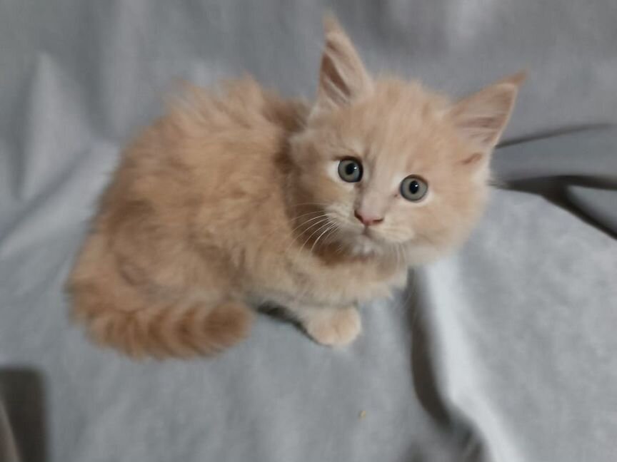 Котятки мейн-кун