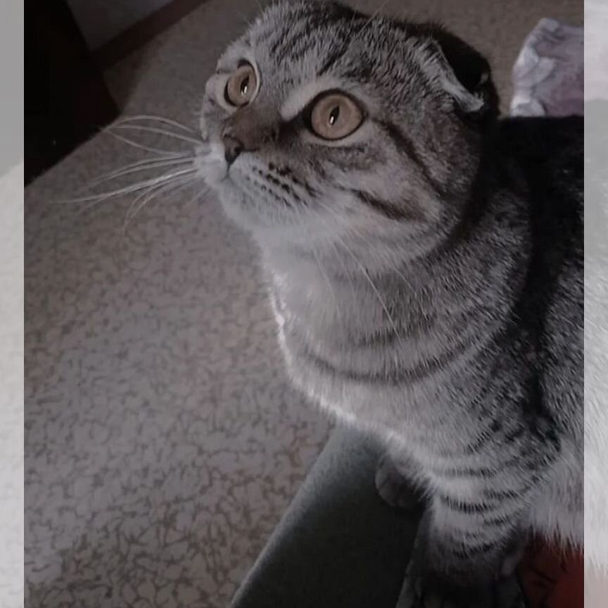 Шотландская вислоухая длинношёрстная, взрослая кошка