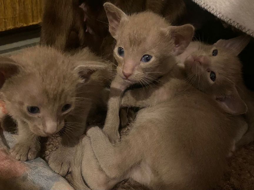 Ориентальная