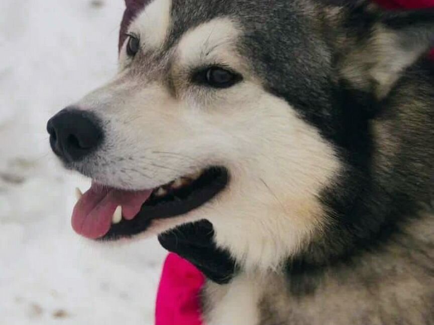 Обездоленный красавчик Алтай из приюта ищет семью