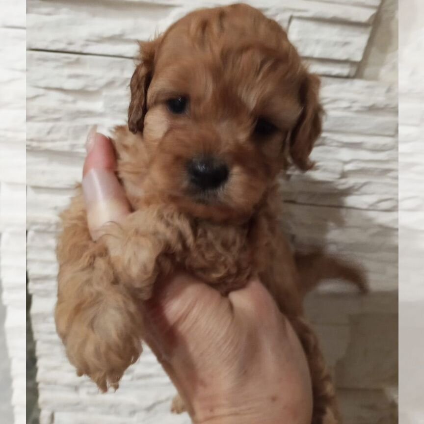 Мальтипу, щенок