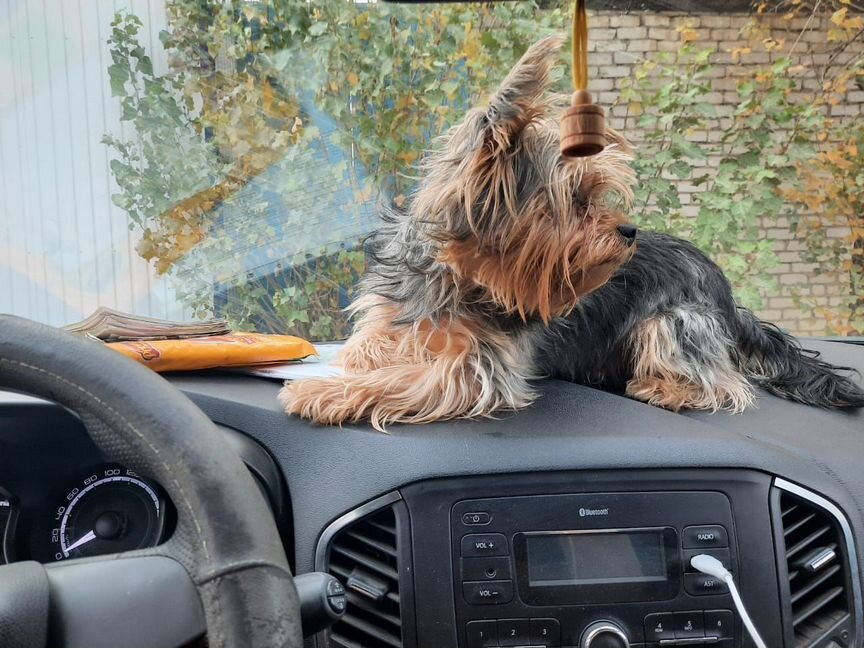 Вязка мальчик Йорк