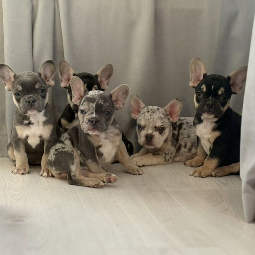 Французский бульдог, щенок