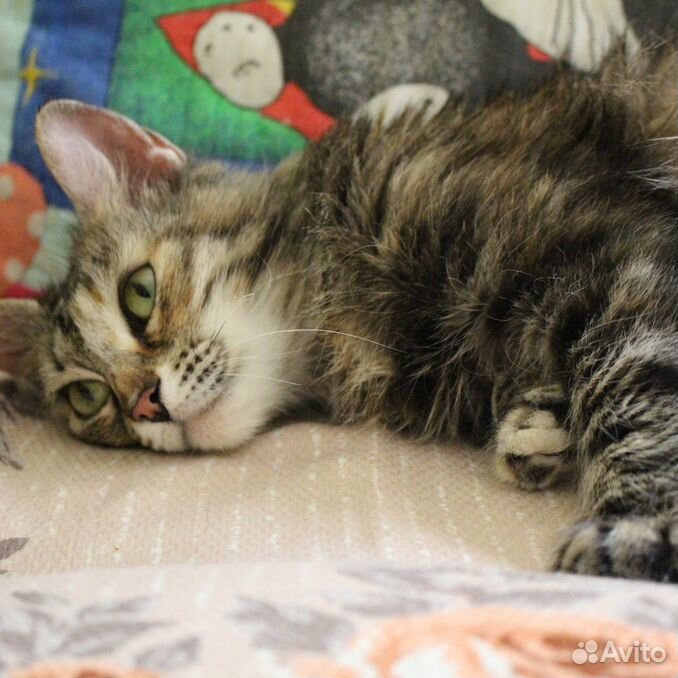 Идеальная зеленоглазая кошка Эля