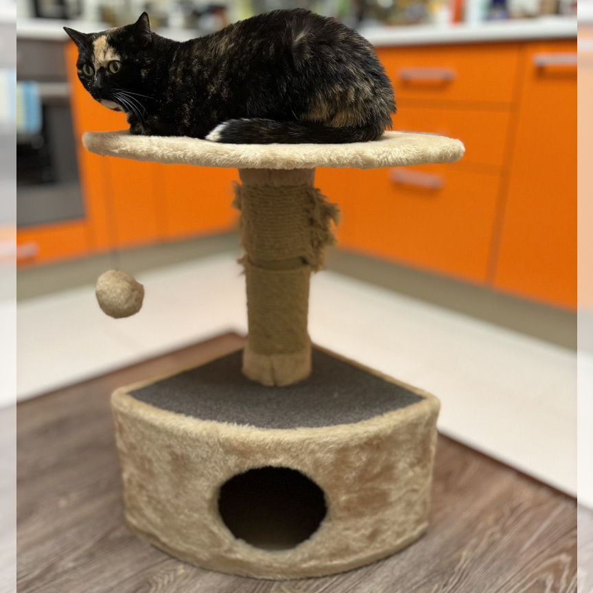 Когтеточка - домик