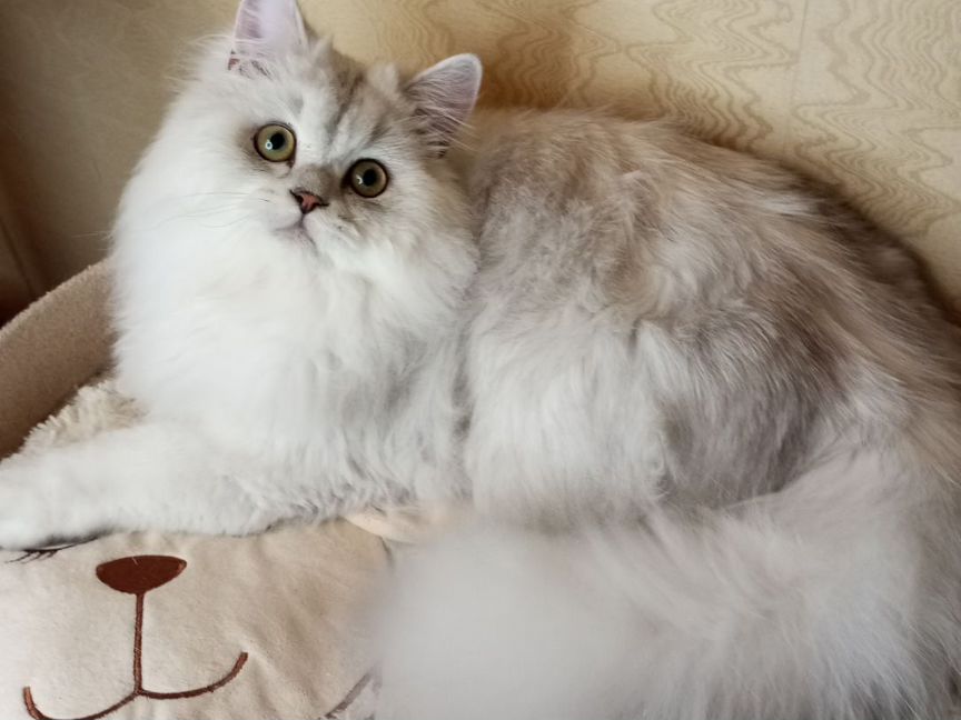 В разведение Шотландский котёнок