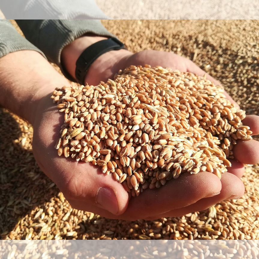 Продажа зерна пшеницы