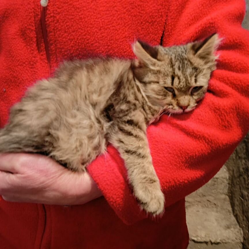 Котенок мальчик 3 месяца