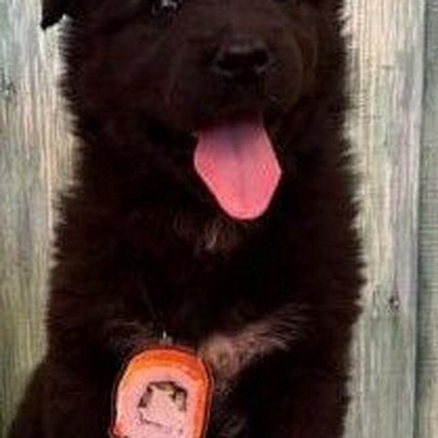 Чёрные пантеры