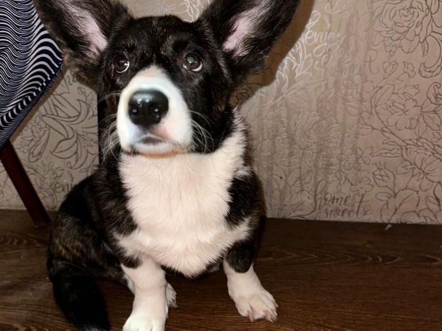 Корги кардиган