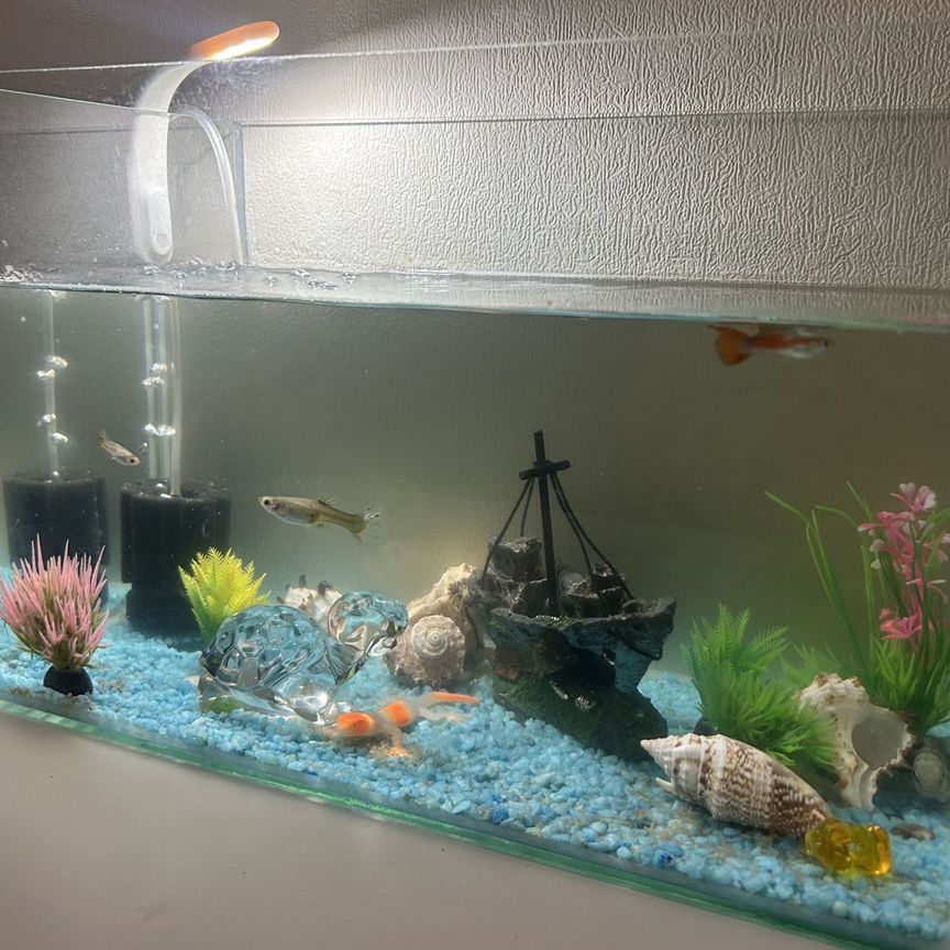 Аквариум с рыбками, 40 литров