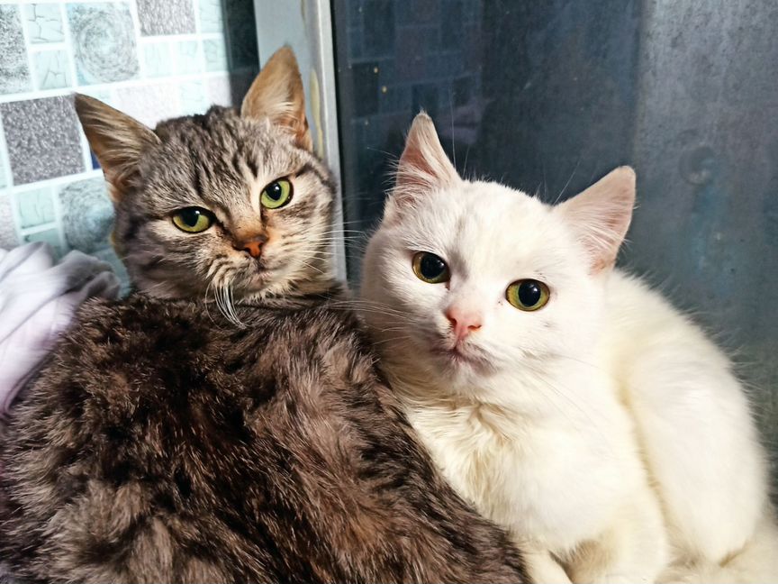 Кошки в добрые руки бесплатно