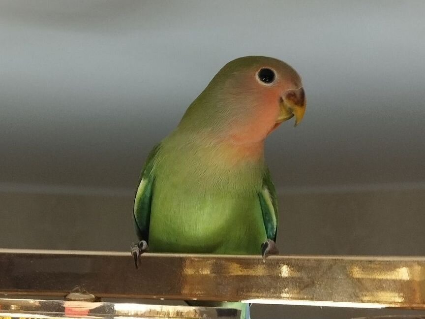 Попугай неразлучник