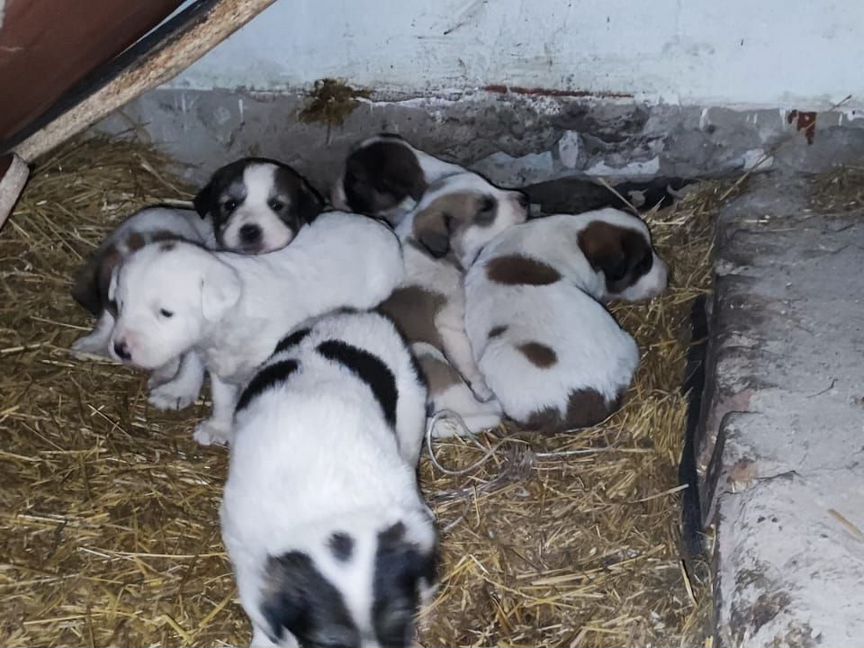 Щенки Алабая,и волкодава