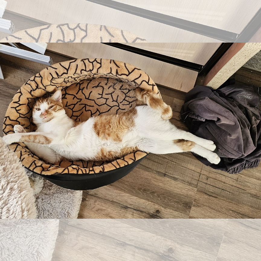 Взрослый кот в добрые руки