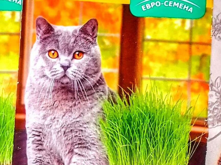 Трава для кошек "Королевский урожай"