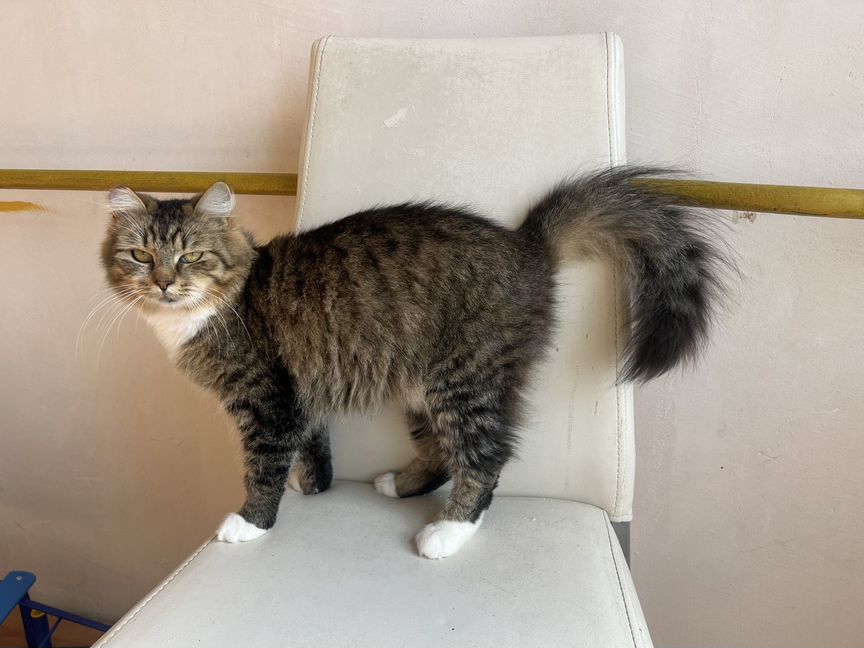 Кошка пушистая спокойная красотка