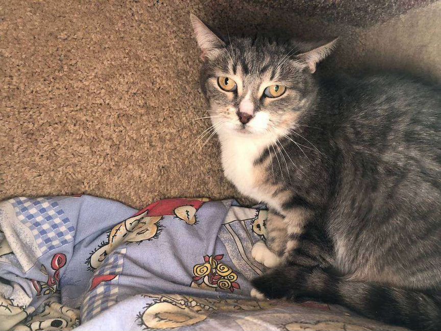 Пуся ищет дом