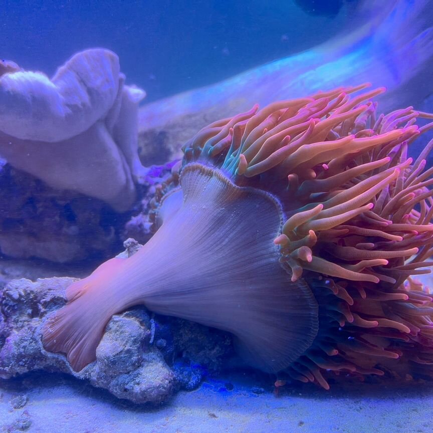 Актиния 2 шт на одном камне