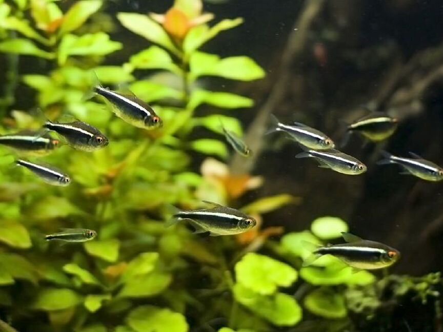 Аквариумные рыбки неоны