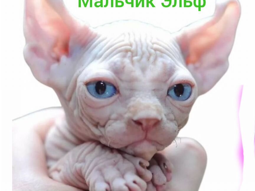 Канадский сфинкс. Эльф