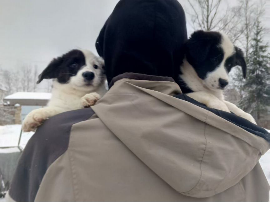 Щенки вельш-корги кардиган