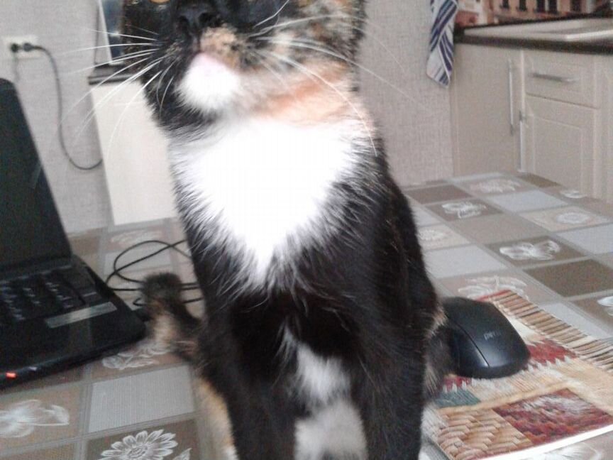 Яркая трехцветная котейка