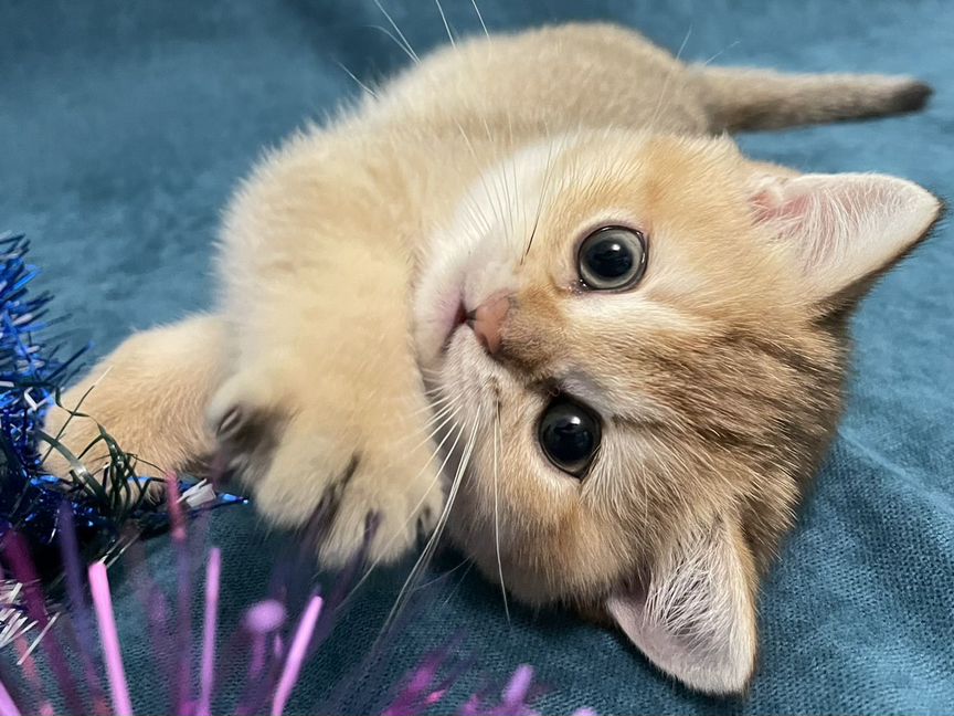 Кошка золотая шиншилла ny 11