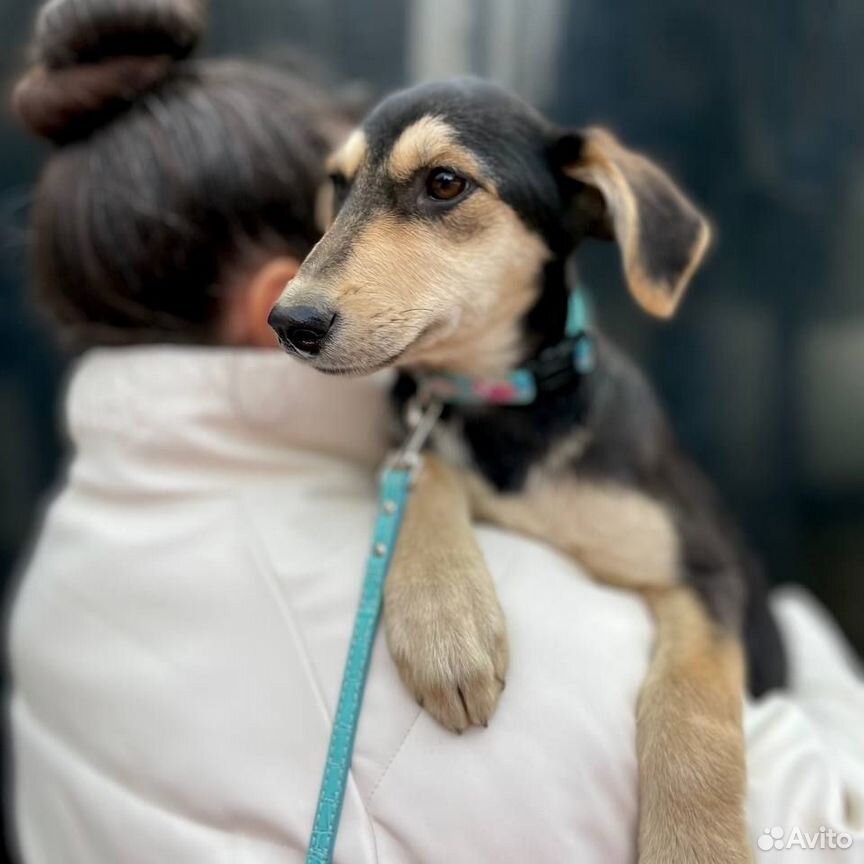 Милый щенок девочка в добрые руки