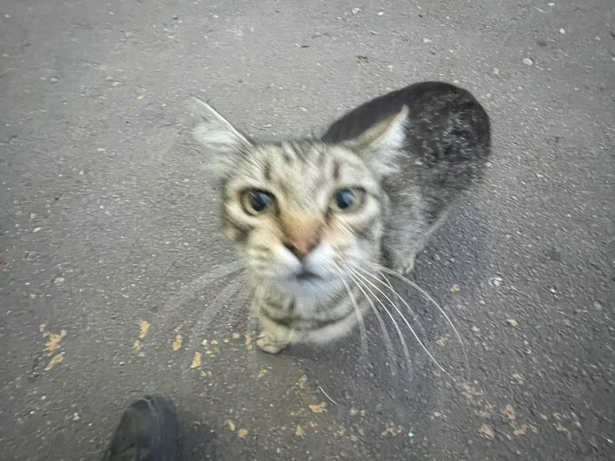 Кот "балбес"