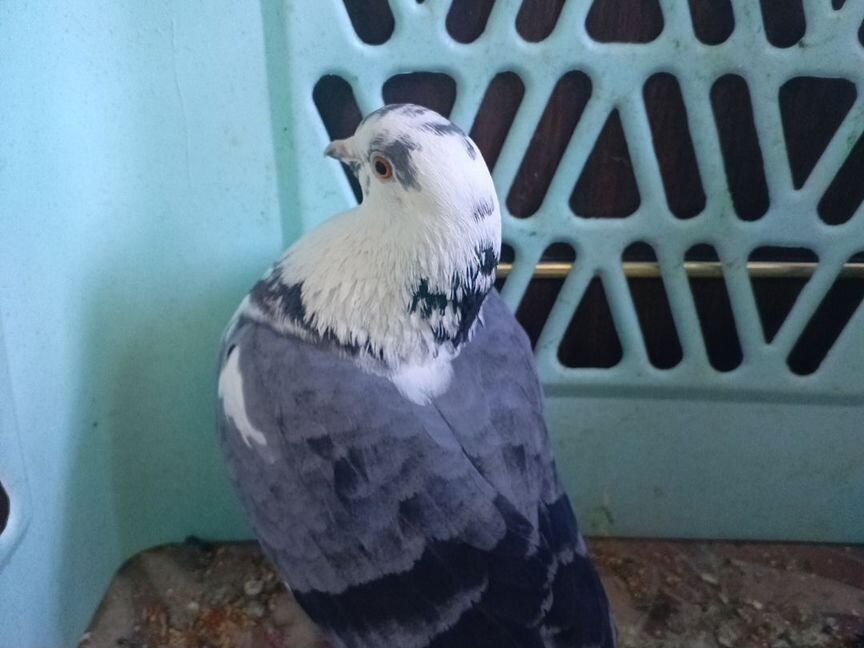 Птица голубь