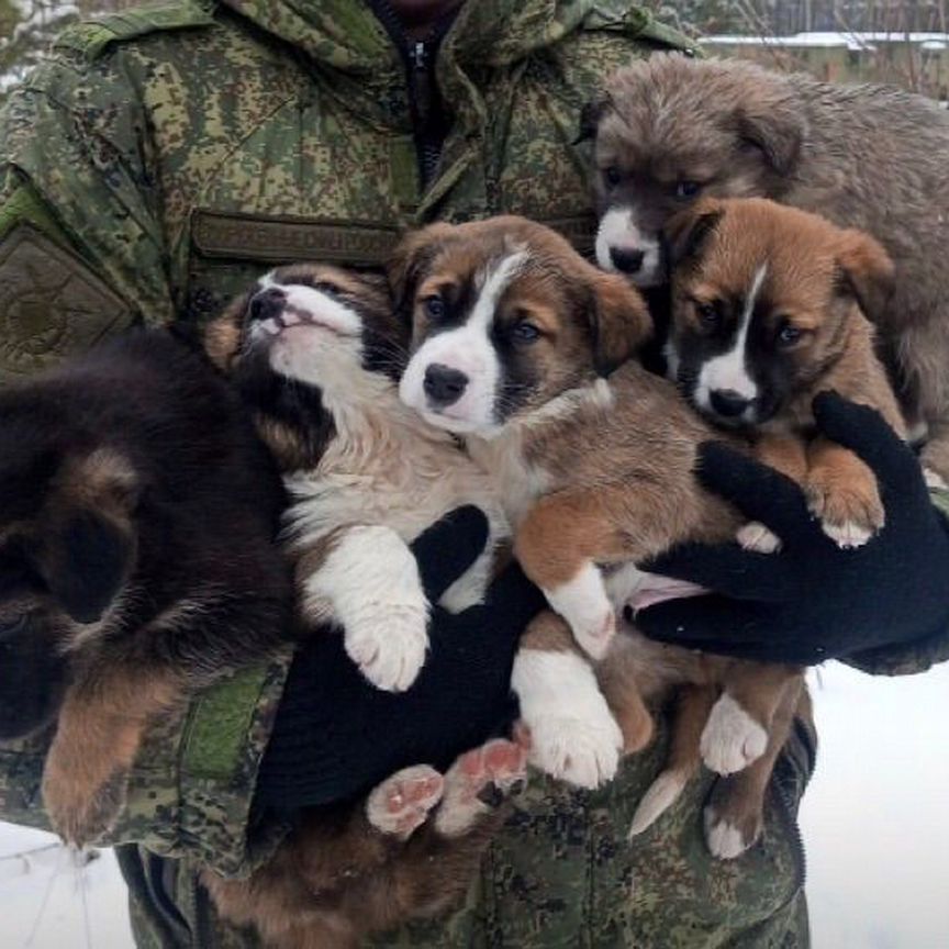 Щенки
