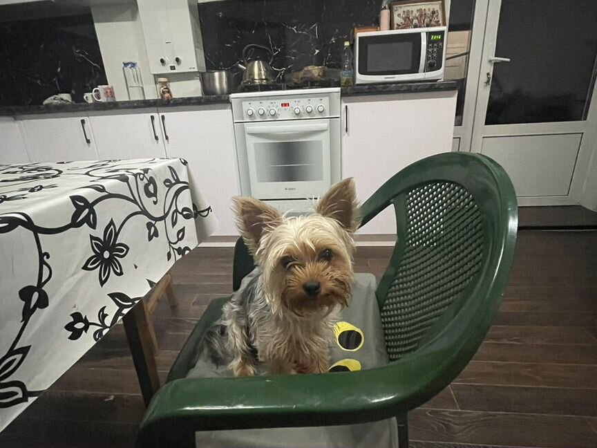 Продам давочку йорка мини