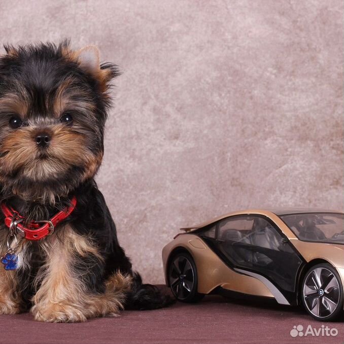 Йоркширский мини курносик Кристиан Диор РКФ