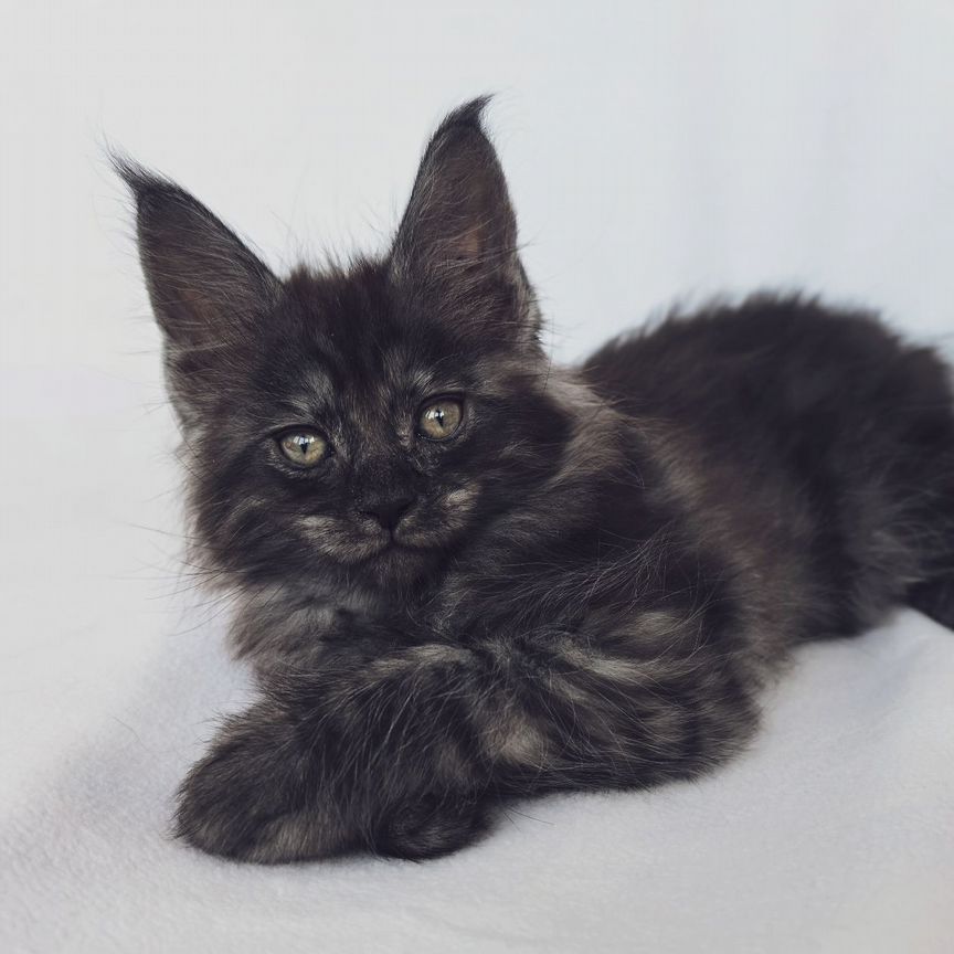 Мейн-кун котёнок