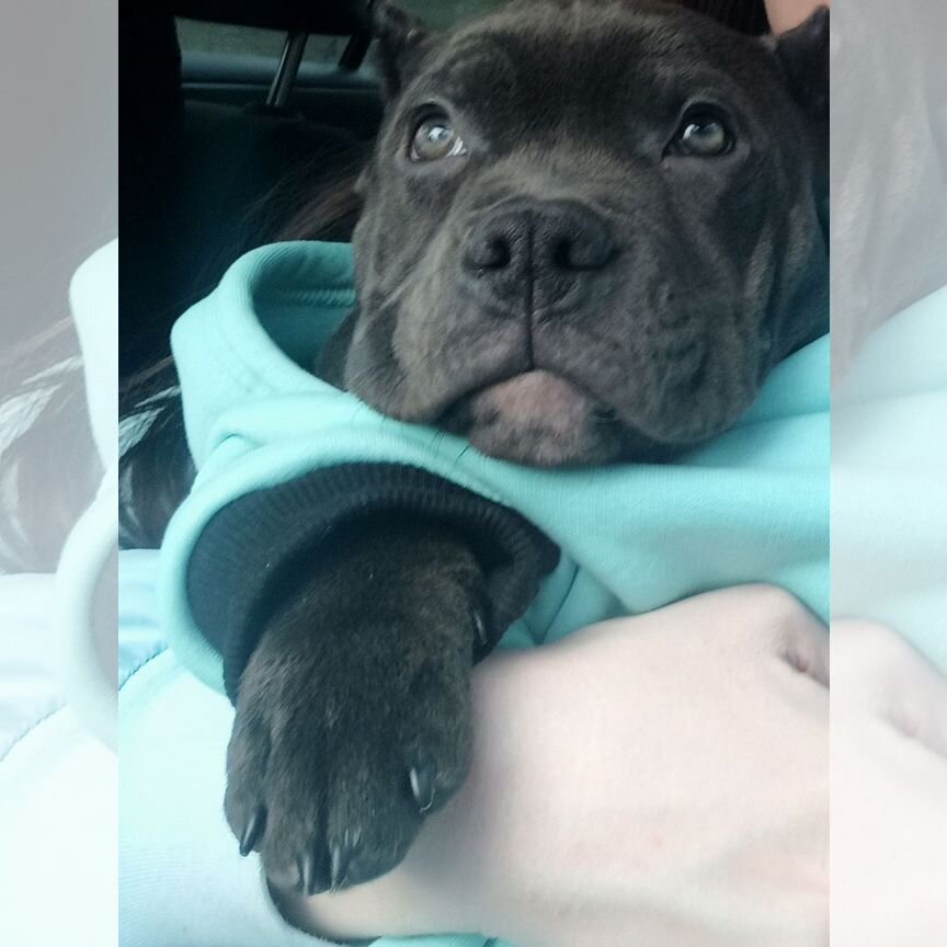 Американский булли, щенок