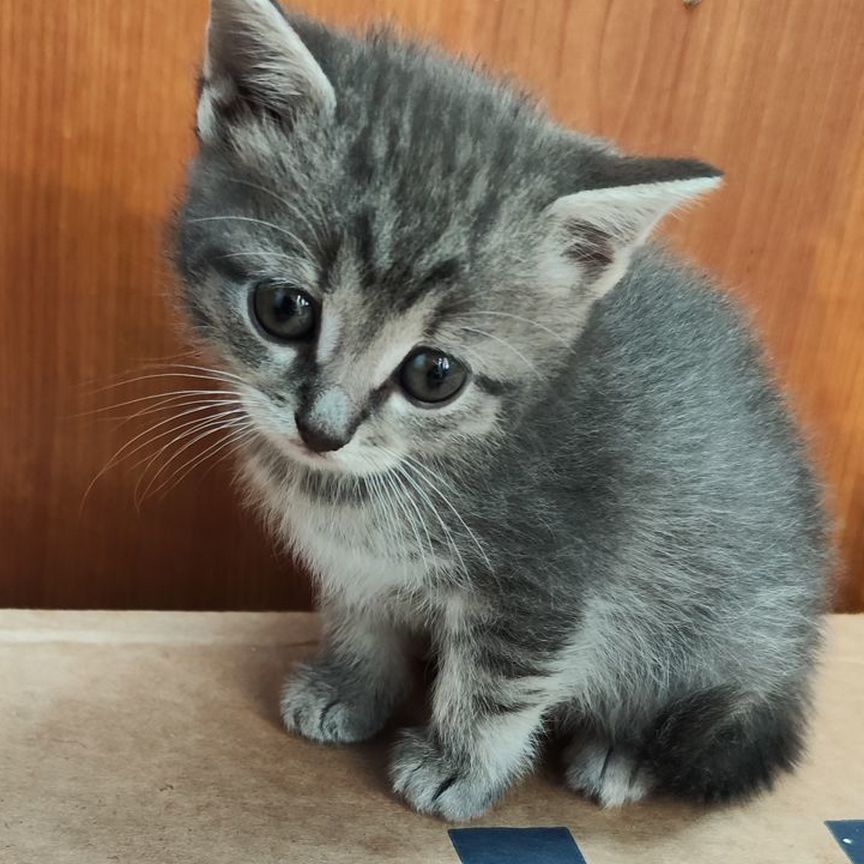 Котёнок от частного владельца