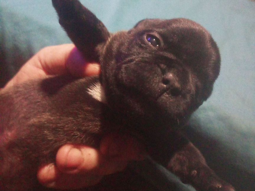 Французики