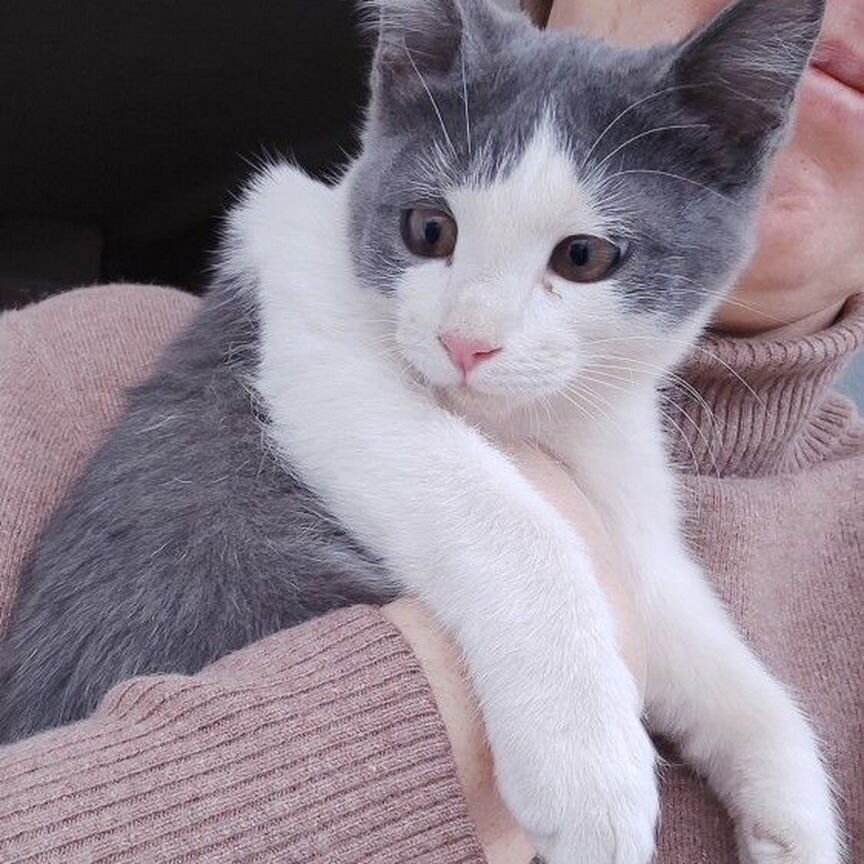 Котенок мальчик Филя, спасённый с улицы в дар