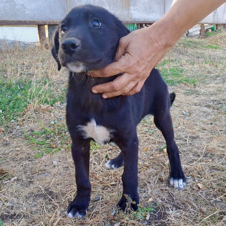 Щенки полукровки