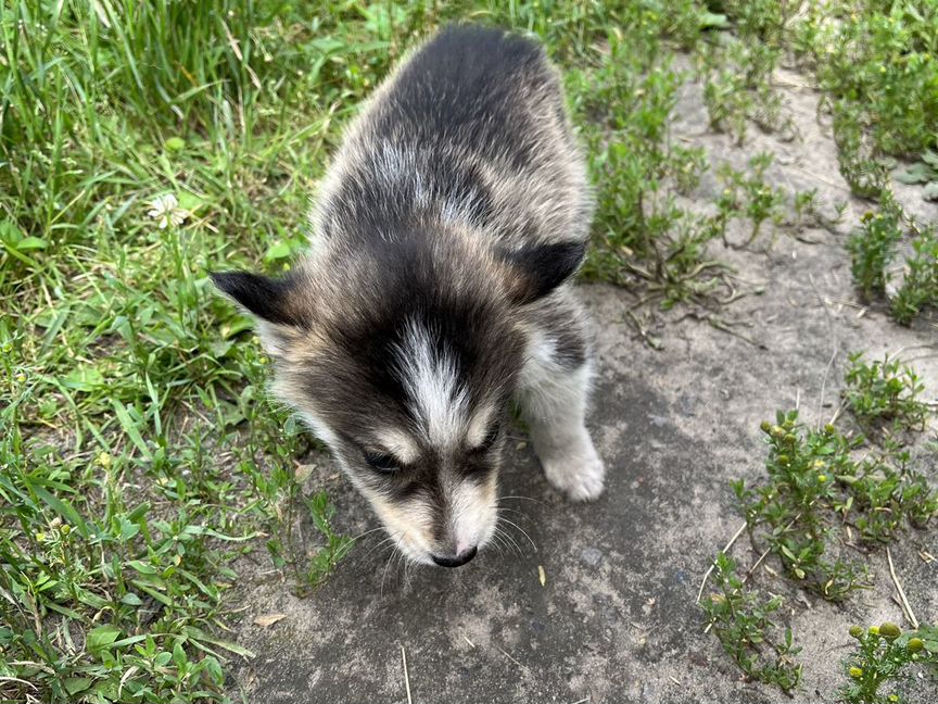 Щенки лайки