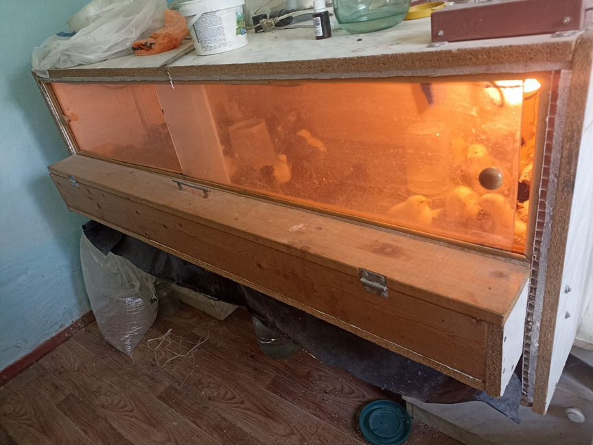 Инкубатор петушок