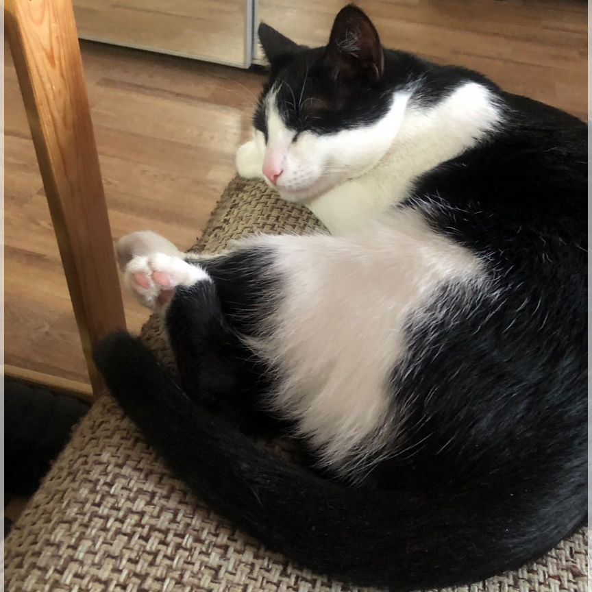 Взрослый кот в добрые руки