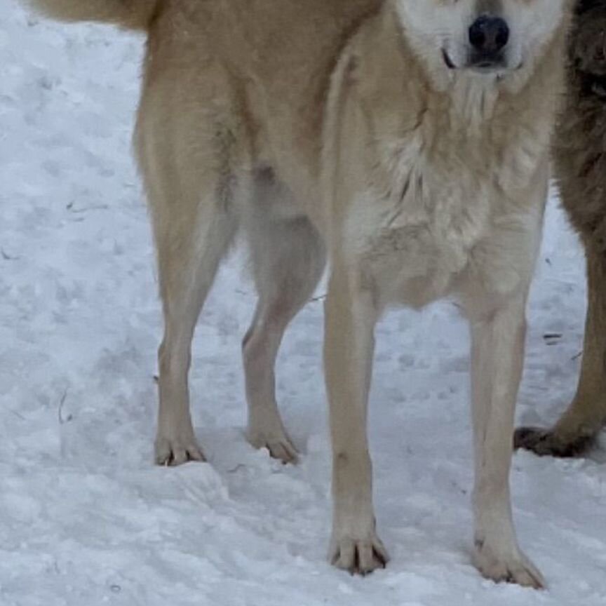 Собака ищет дом