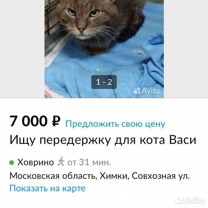 Кошка ищет передержку