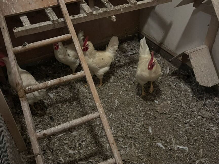 Молодые петухи