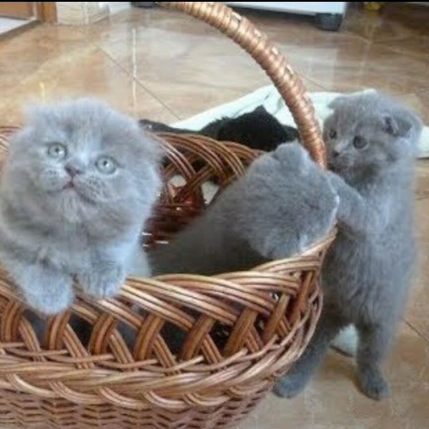 Британский длинношёрстный котёнок